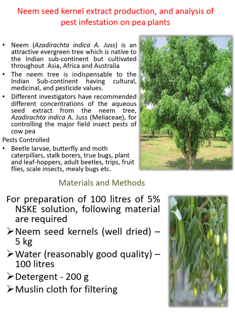 Neem Seed Kernel Extract Production, and Analysis of Pest Infestation ...