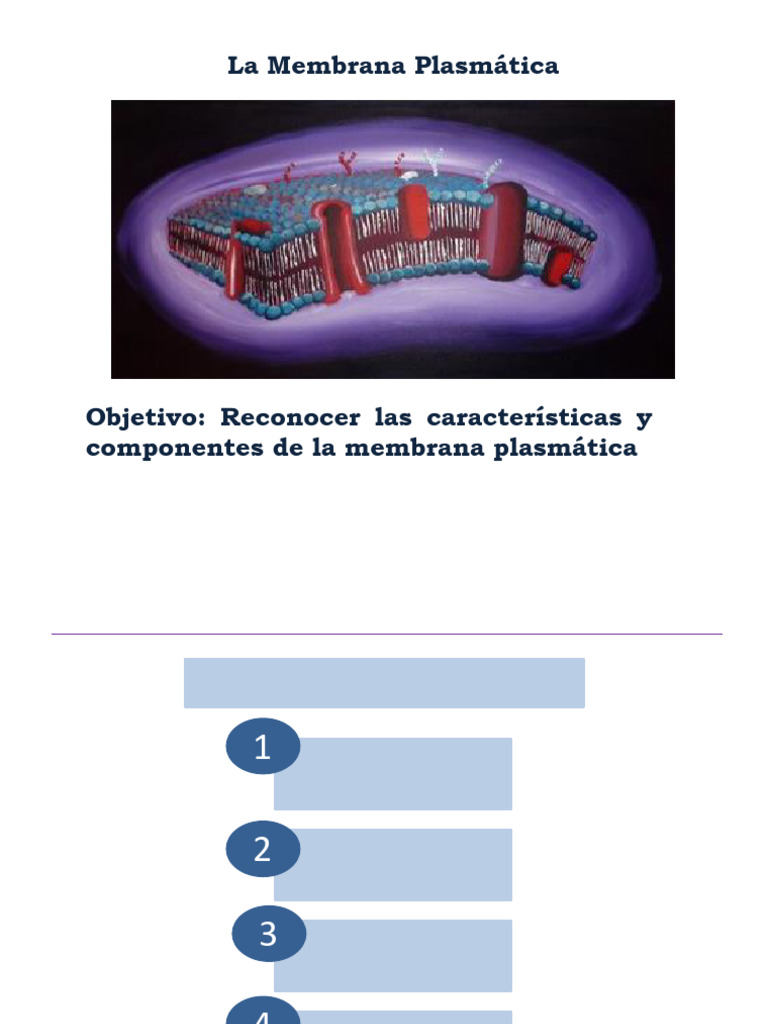 Guia 4. Membrana Plasmática 6º | PDF | Membrana celular | Biología Celular
