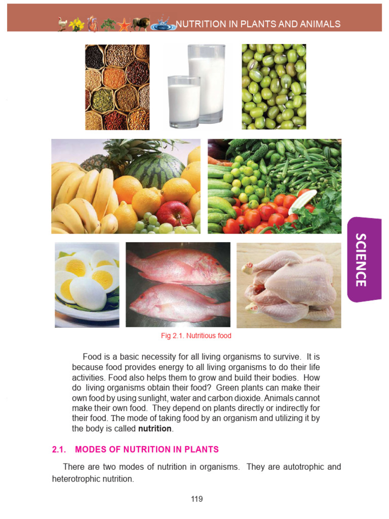 Plant and Animal Nutrition Explained | PDF | Digestion | Nutrition