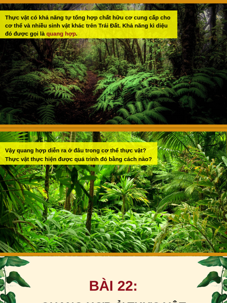 KNTT Bai 22 Quang Hop o Thuc Vat | PDF