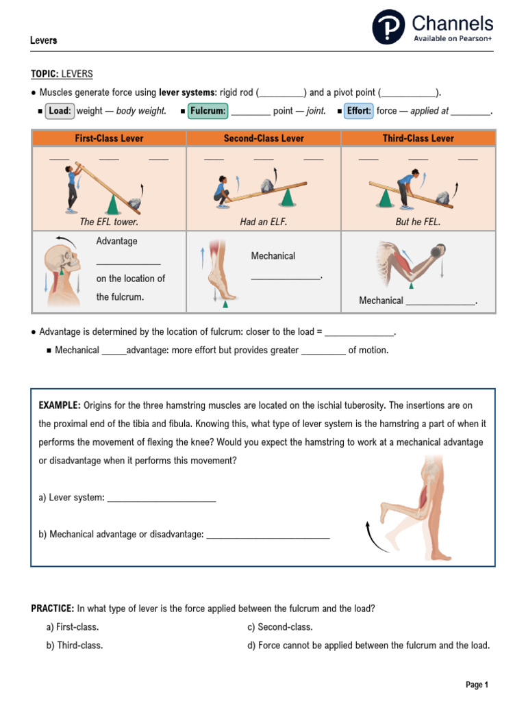 Levers Worksheet for Muscle Mechanics | PDF | Lever | Musculoskeletal ...