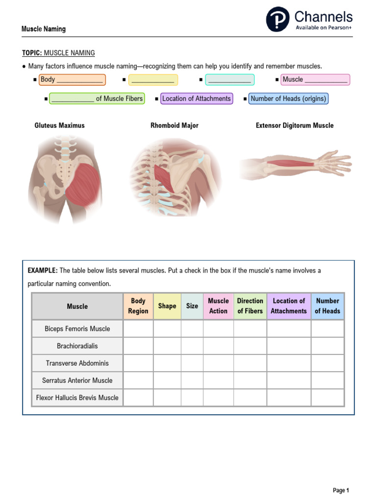 Muscle Naming Conventions Explained | PDF