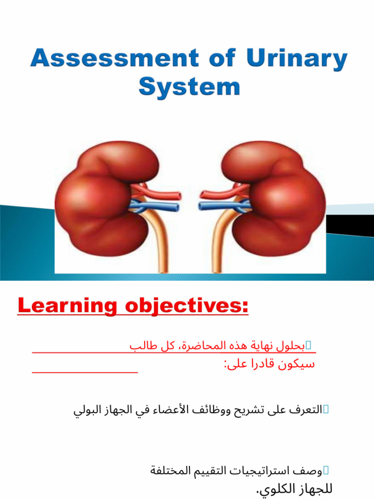 Week (1) Assessment of Urinary System | PDF