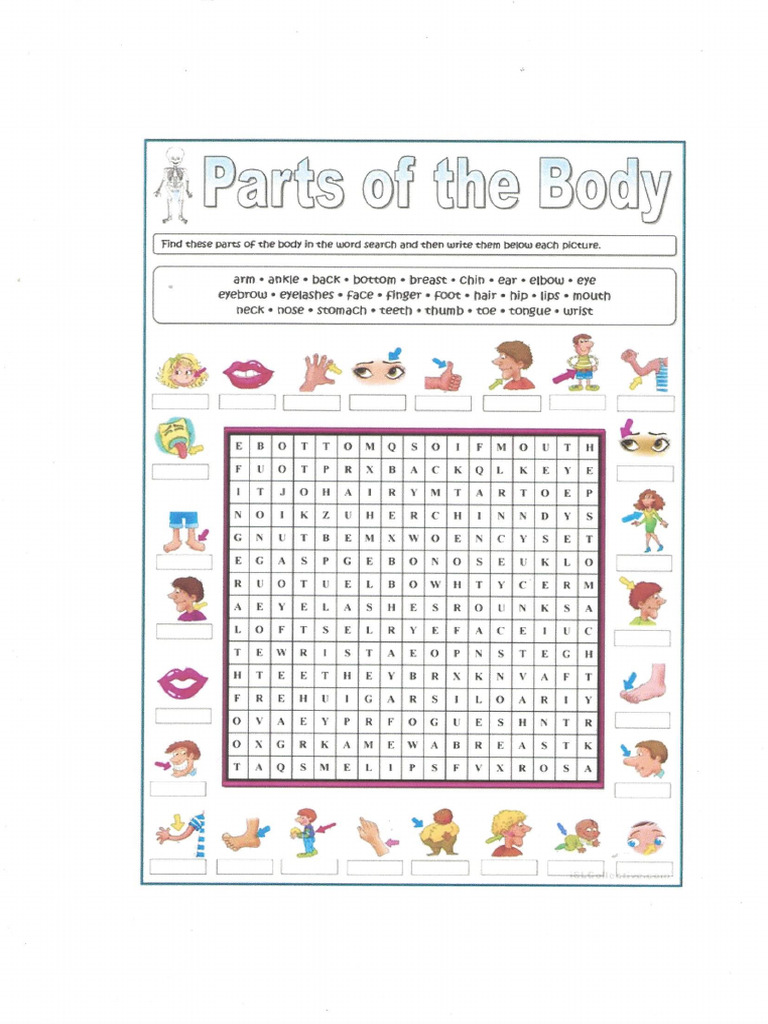 Wordsearch Parts of the Body | PDF