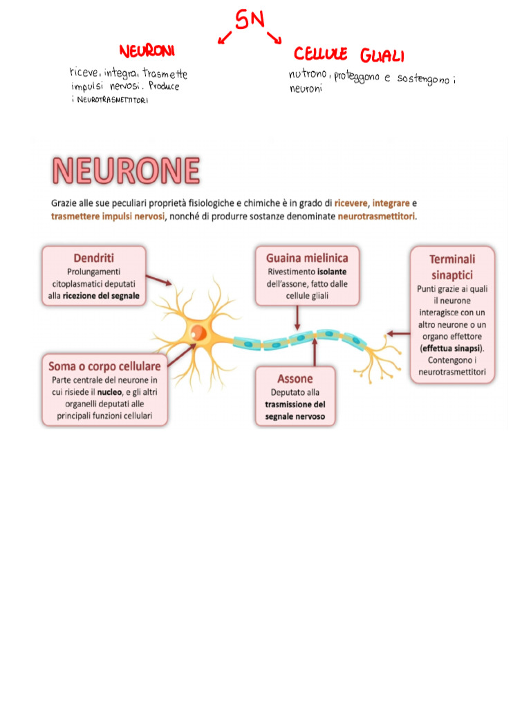 Neuroni e Cellule Gliali | PDF