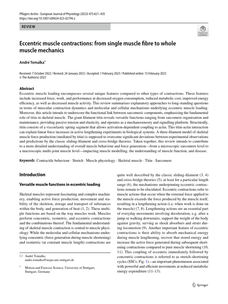 Eccentric Muscle Contractions - From Single Fibre To Whole Muscle ...