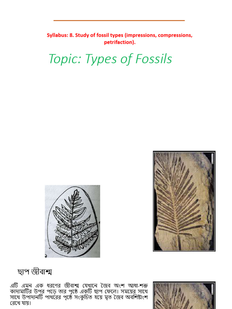 8. Study of Fossil Types | PDF