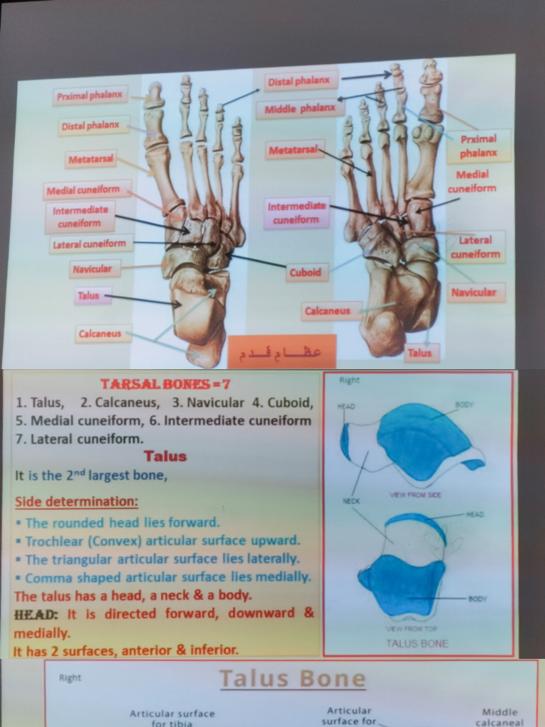 Anatomy | PDF | Foot | Musculoskeletal System