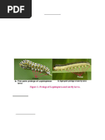 Insect Leg Types and Functions Guide | PDF | Insects | Beetle