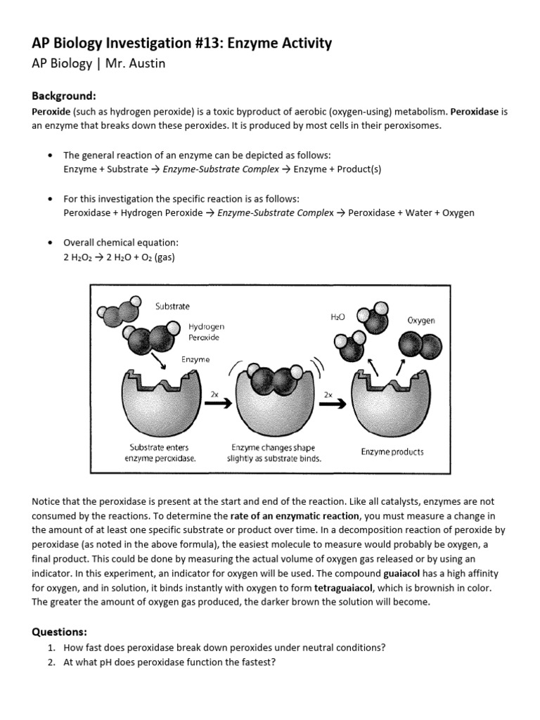 AP Bio Investigation #13 Enzyme Activity | PDF | Enzyme | Hydrogen Peroxide