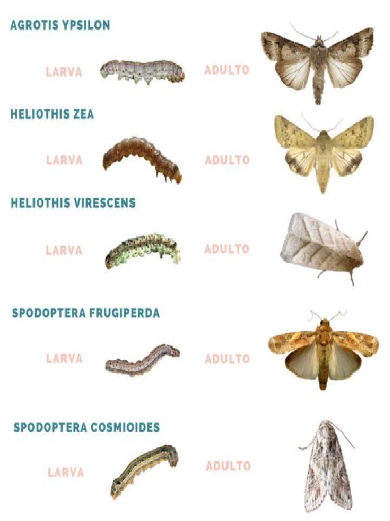 Lepidopteros | PDF