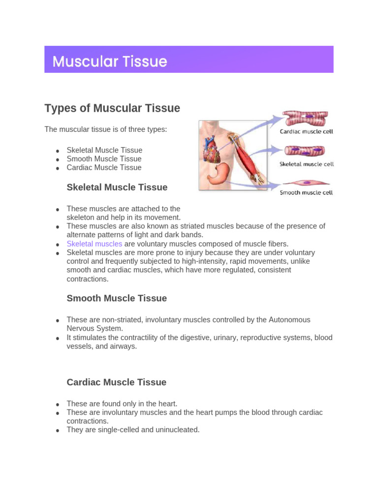 The Cytoplasm in The Muscle Fibers Is Called Sarcoplasm | PDF | Muscle ...