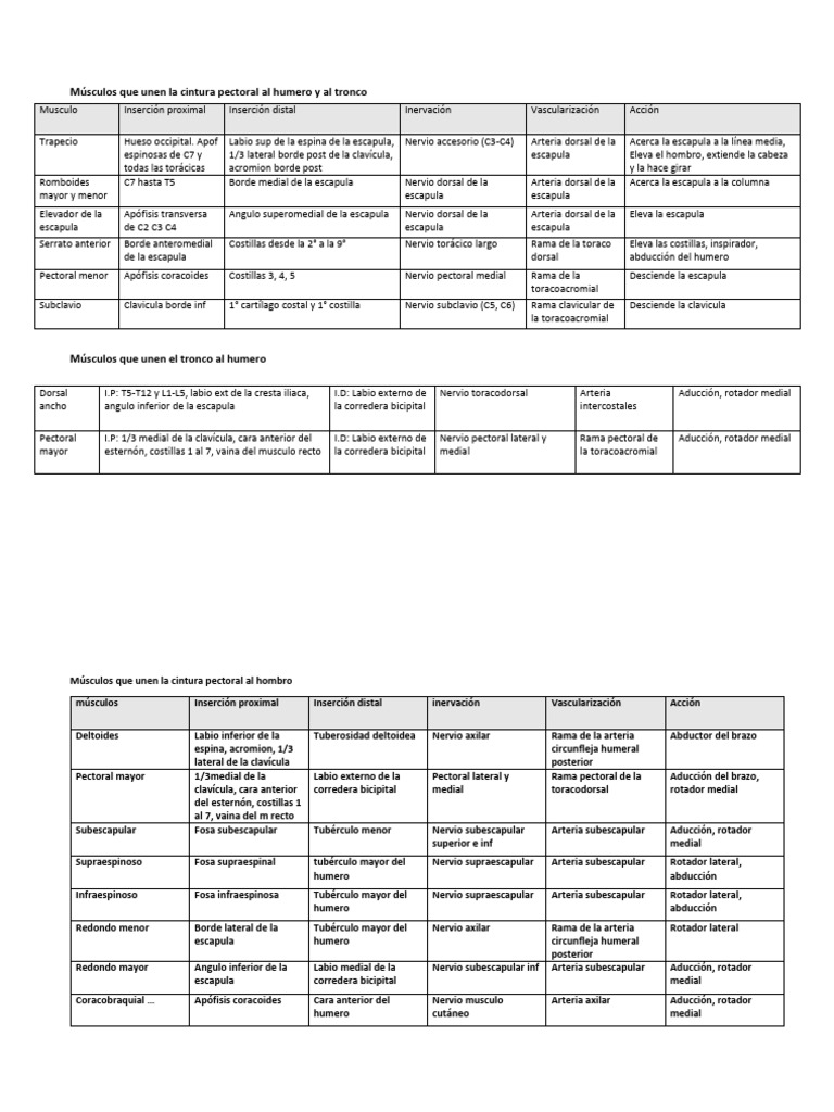 Anatomia de Los Musculos Del Miembro Superior | PDF | Sistema ...