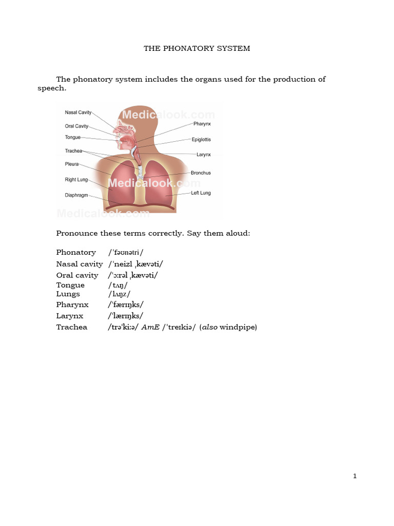 Overview of the Phonatory System | PDF