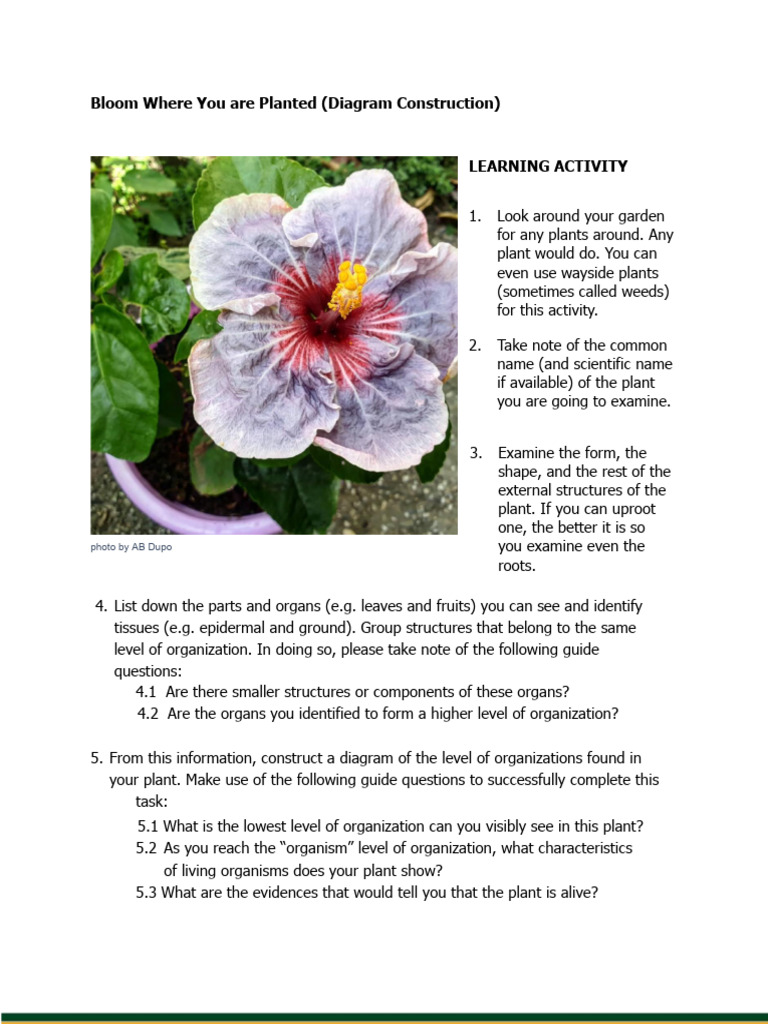 Plant Structure and Organization Activity | PDF | Hierarchy