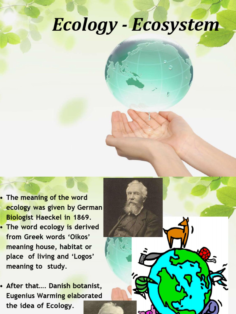 Ecosystem Ppt Pdf Ecosystem Food Web