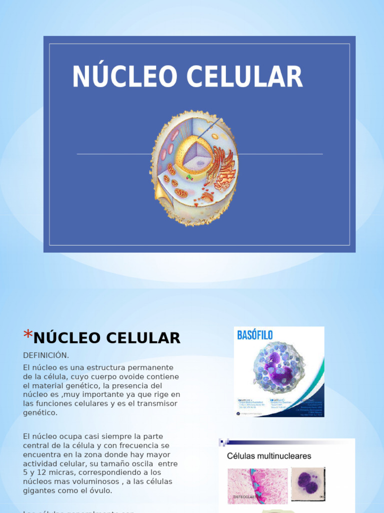 Definición y Estructura del Núcleo Celular | PDF