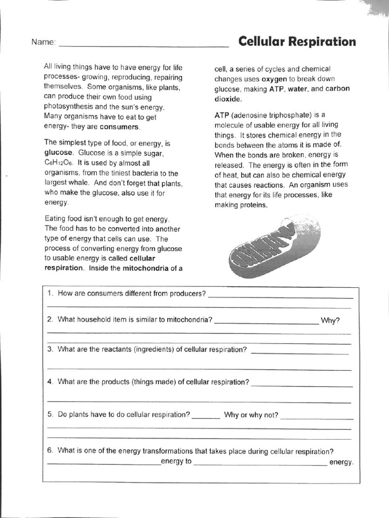 Cellular Respiration Reading Passage | PDF