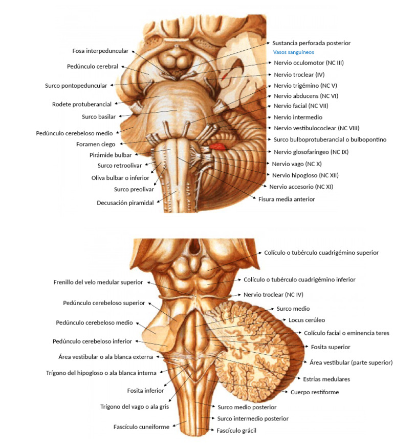 Tronco Encefálico | PDF | Anatomía humana | Sistema nervioso