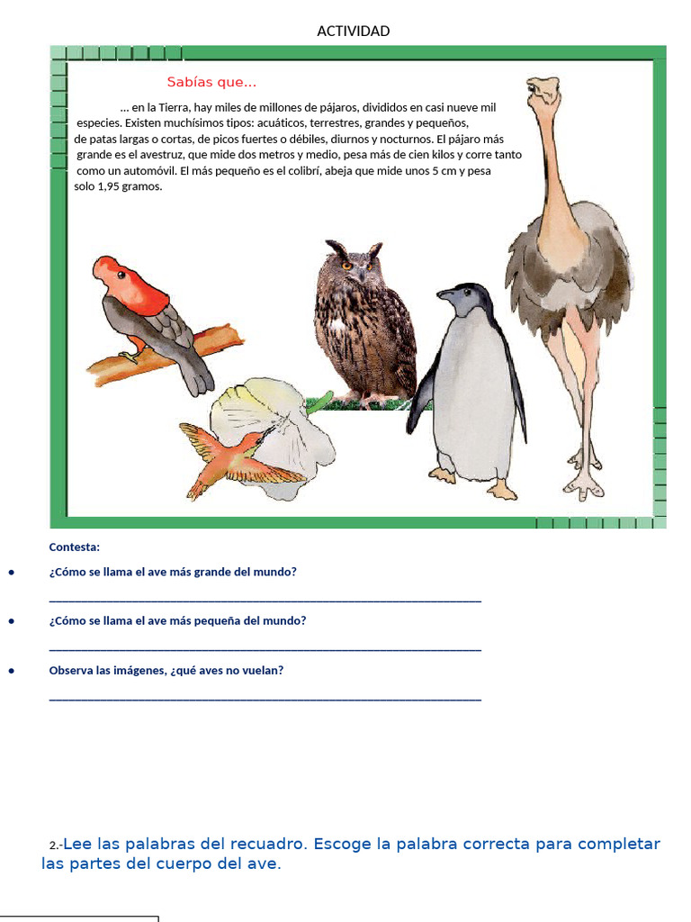 Datos sobre aves: tamaño y especies | PDF