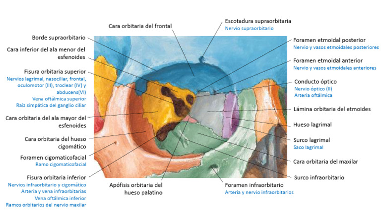 Anatomía de la órbita ocular humana | PDF