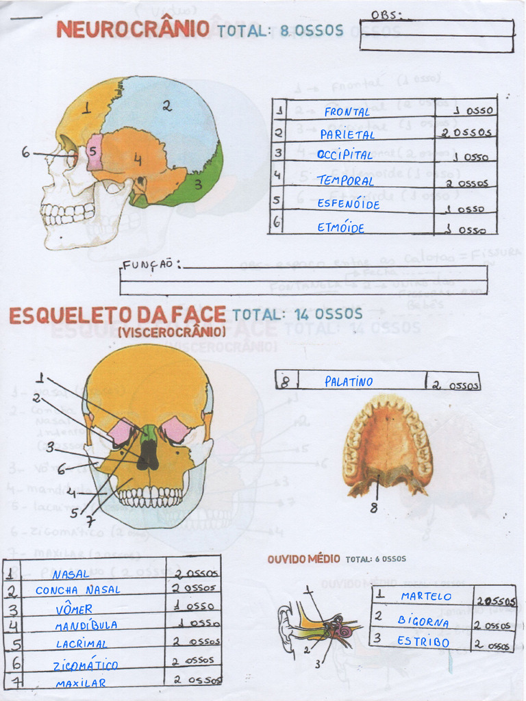 ossos do crânio e face | PDF