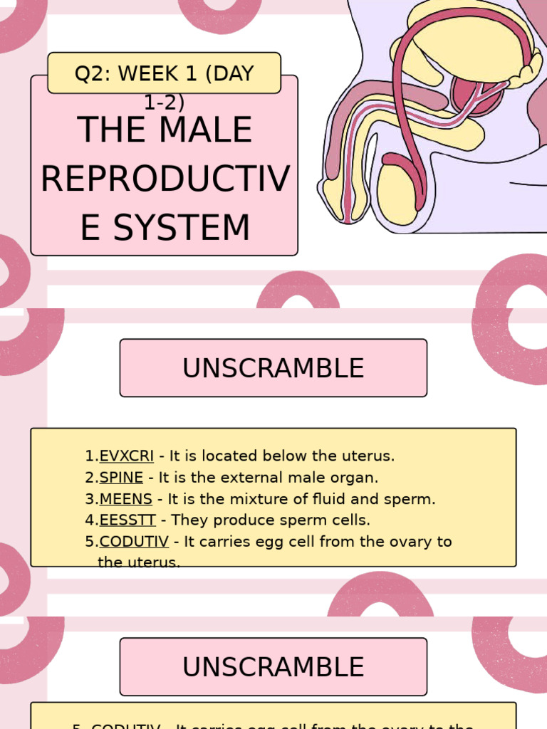 Male Reproductive System Overview | PDF | Reproductive System | Testicle