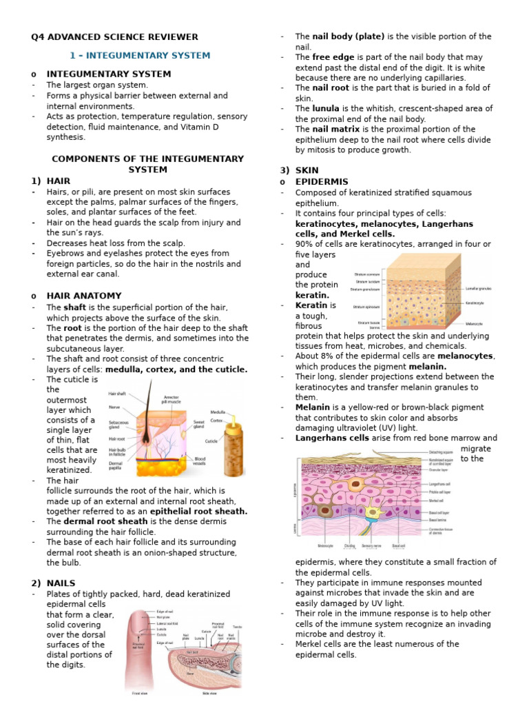 Q4 Advanced Science Reviewer | PDF | Skin | Integumentary System