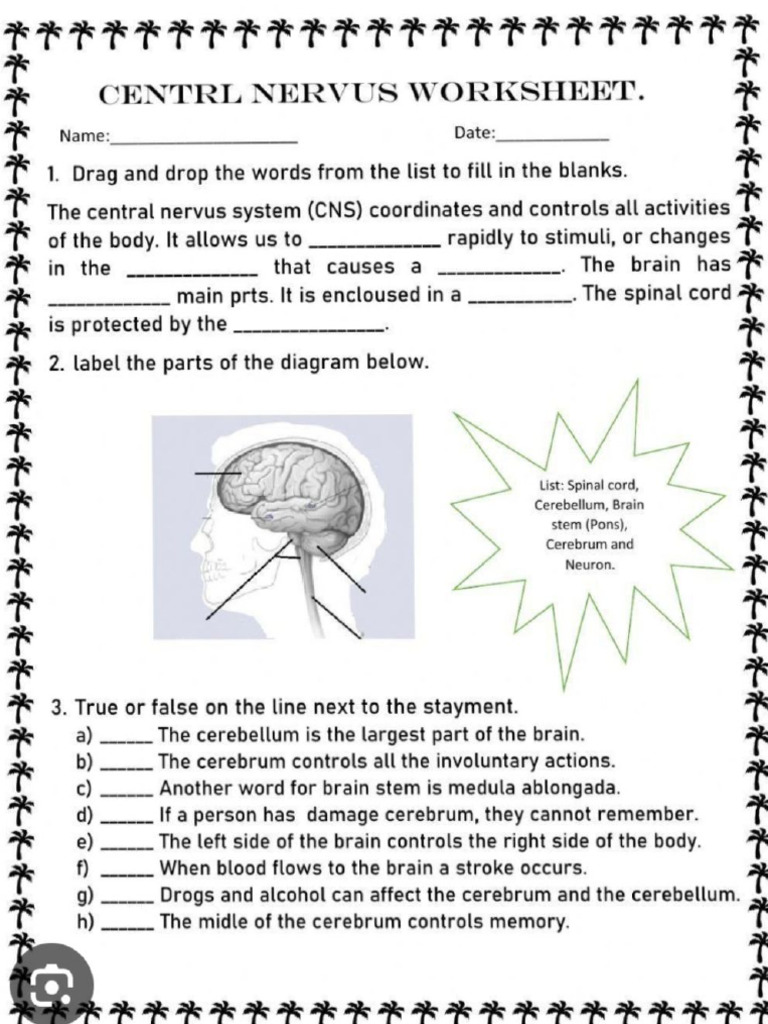 Brain Worksheets | PDF