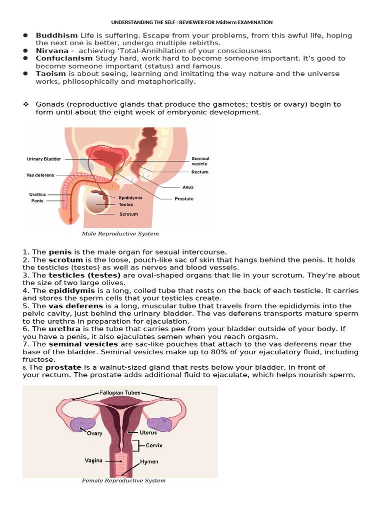 Reviewer MidTerm 2024 UTS | PDF | Menstrual Cycle | Uterus