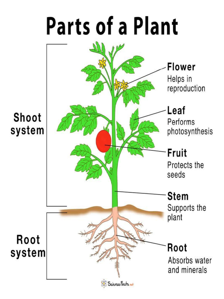 Parts of A Plant | PDF