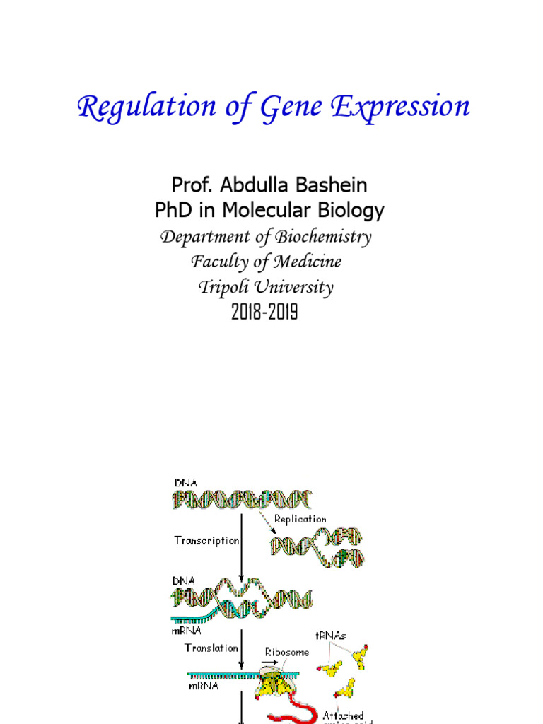 1 Regulation of Gene Expression Operons 2015-2016b | PDF | Operon ...