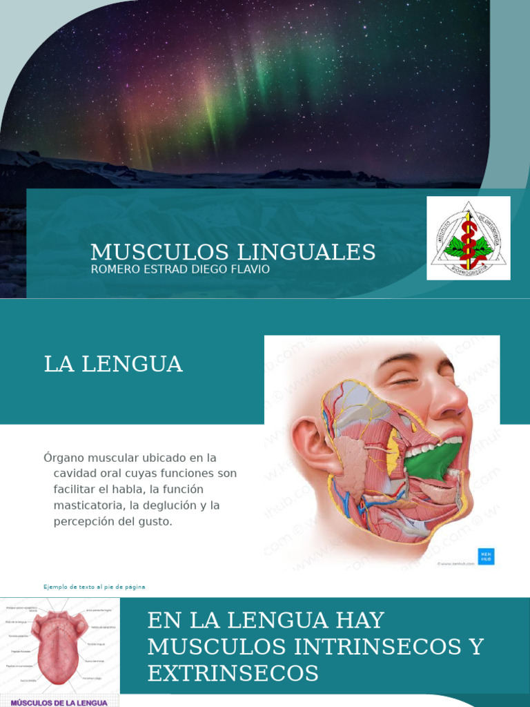 Musculos Linguales | PDF | Lengua | Anatomía humana