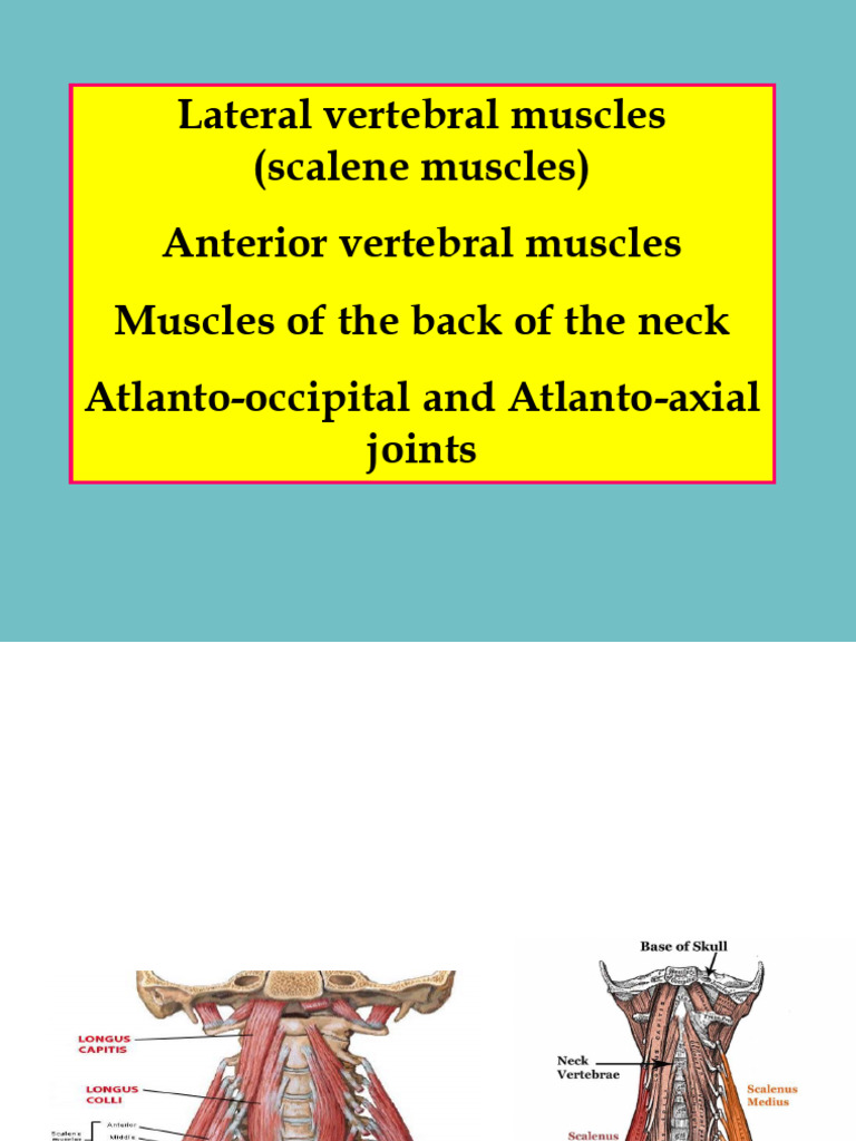 Anatomy of Cervical Vertebral Muscles | PDF | Vertebra | Primate Anatomy