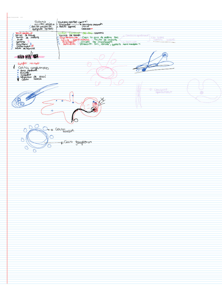 Anotaciones. MORFO 3 | PDF