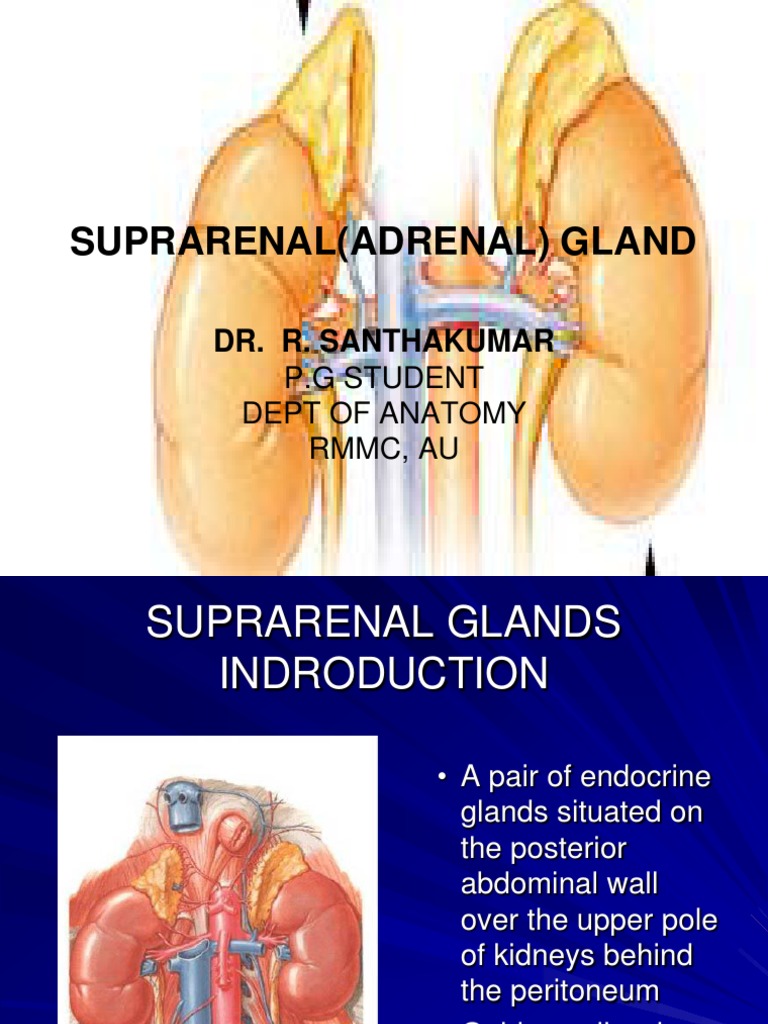 Suprarenal-santhakumar | Adrenal Gland | Spleen