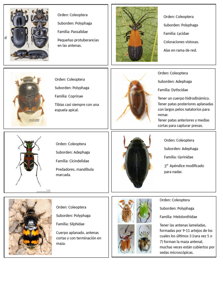 Tarjetas de Insectos | PDF | Escarabajo | Insectos