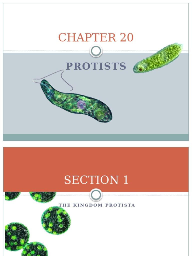 CHAPTER 20 protists | PDF | Algae | Cell (Biology)
