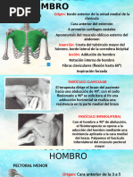Guía de Ejercicios de Flexión de Hombro | PDF | Codo | Hombro