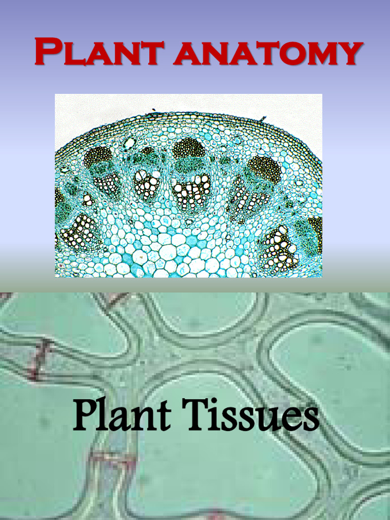 Understanding Plant Tissues and Anatomy | PDF | Tissue (Biology) | Anatomy