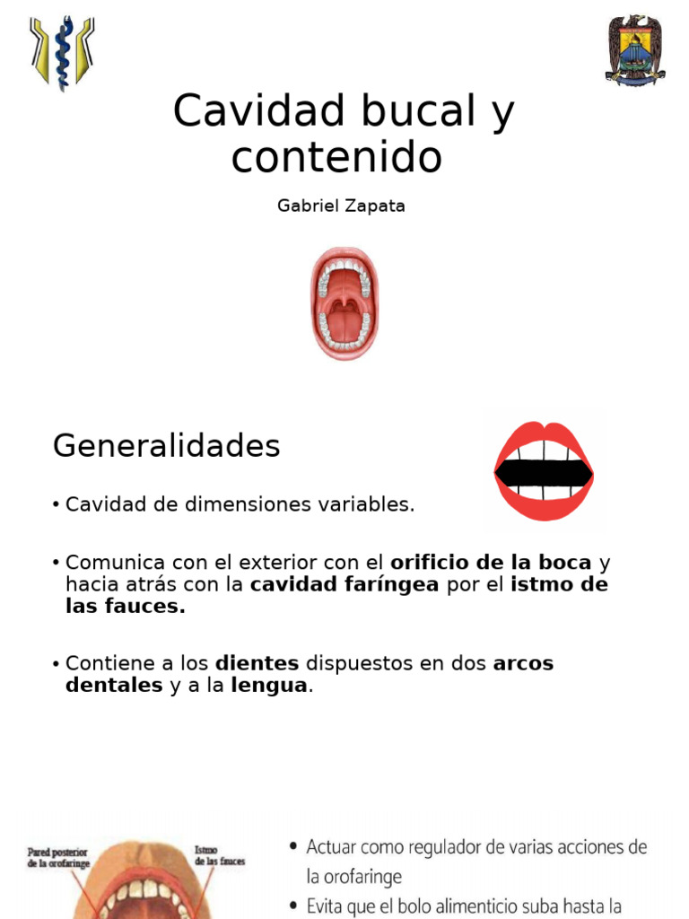 Estructura y funciones de la cavidad bucal | PDF | Lengua | Anatomía humana