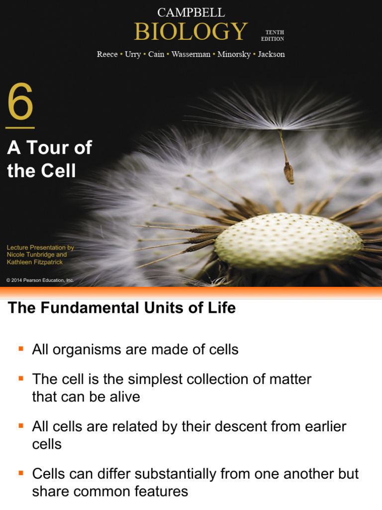 06 - Lecture - A Tour of The Cell | PDF | Endoplasmic Reticulum | Lysosome
