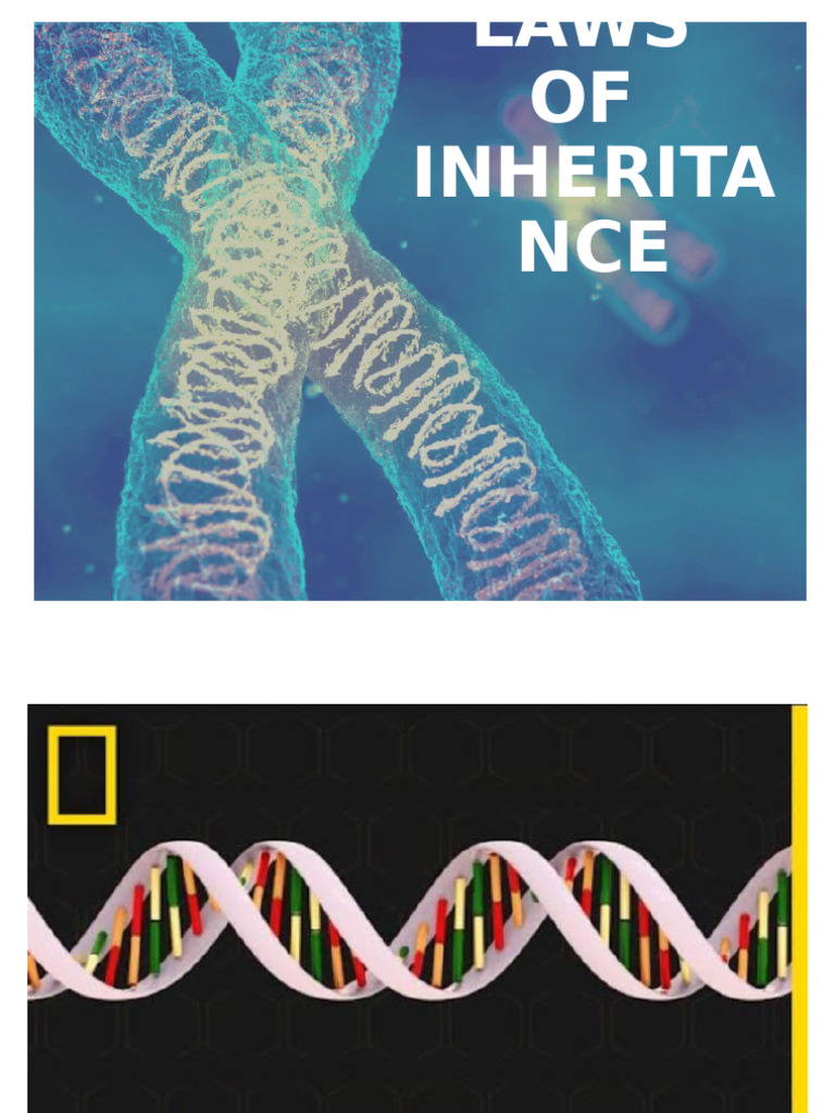 4.1 Chapter-4-LAWS-OF-INHERITANCE | PDF | Dominance (Genetics) | Zygosity