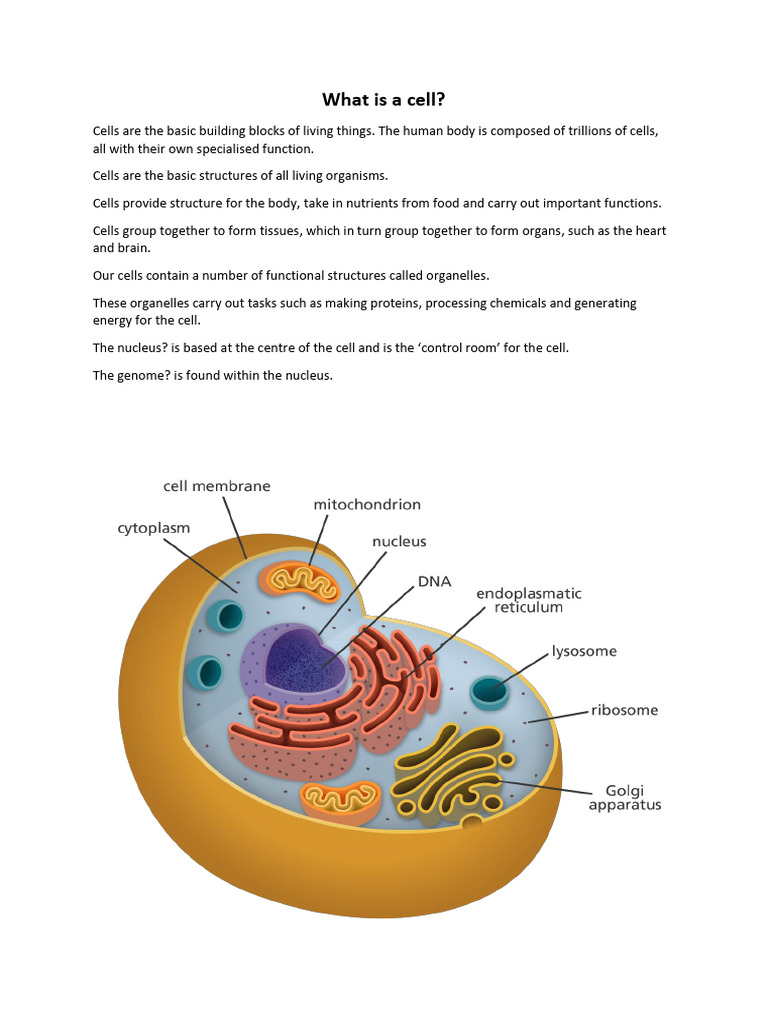 What Is A Cell | PDF