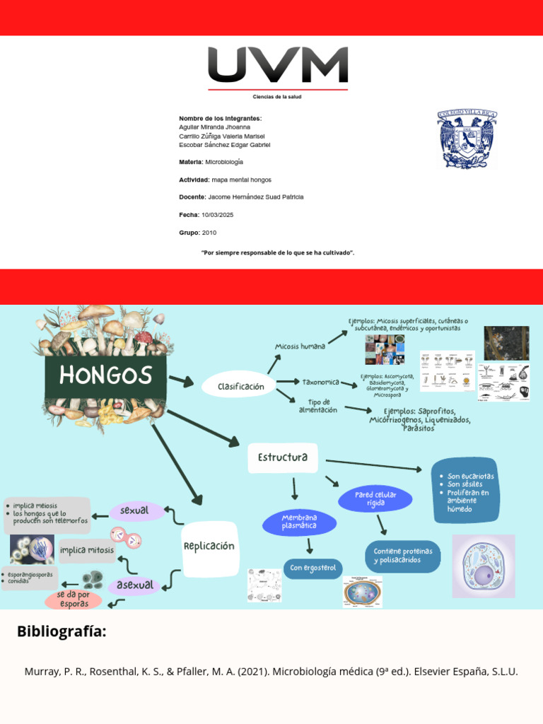 Mapa Mental de Hongos | PDF | Hongo | Biología
