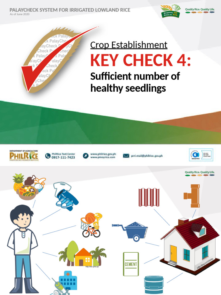Key Check 4 Crop Establishment | PDF | Rice | Seedling