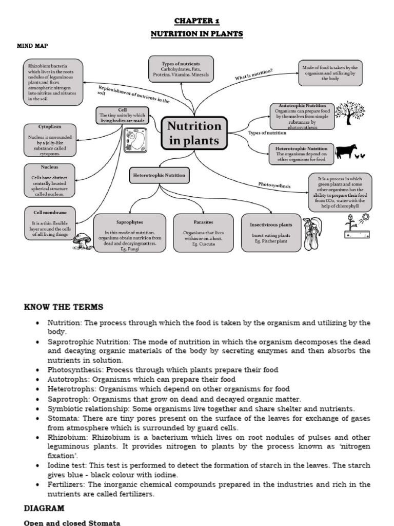 Nutrition in Plants | PDF | Nutrition | Diet & Nutrition