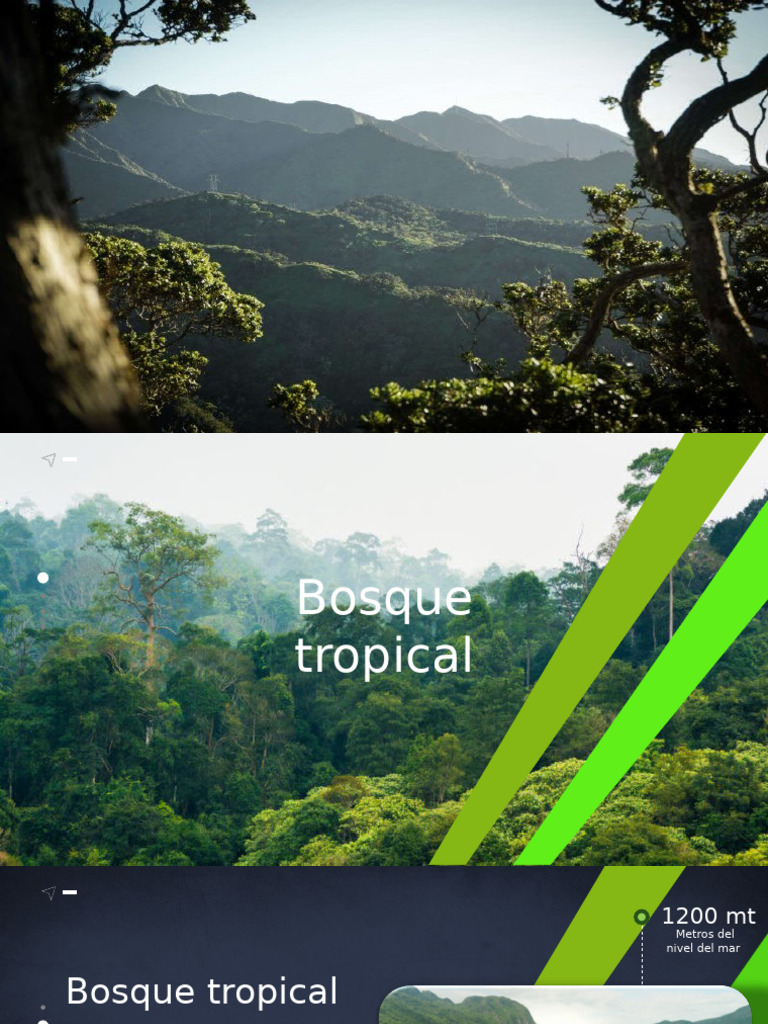 Características del bosque tropical | PDF | Zona tropical | Selva