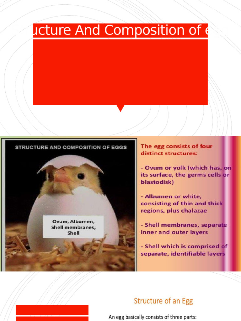 Structure of Egg | PDF