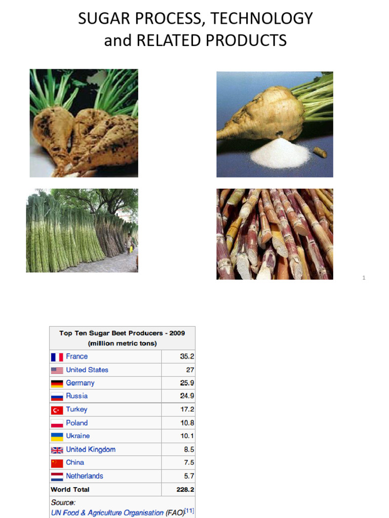 Sugar Beet Processing and Production Guide | PDF | Sugarcane | Sugar Beet